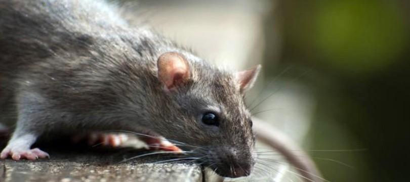 Anti parasite pour rat : bien choisir | Jardingue