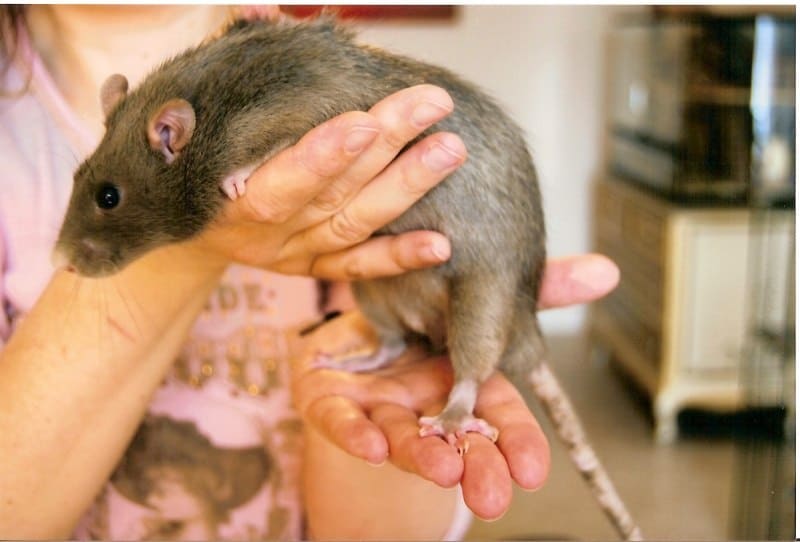Soin et hygiène du rat domestique – Jardingue