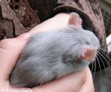 Soin et hygiène du rat domestique – Jardingue