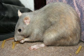 Soin et hygiène du rat domestique – Jardingue