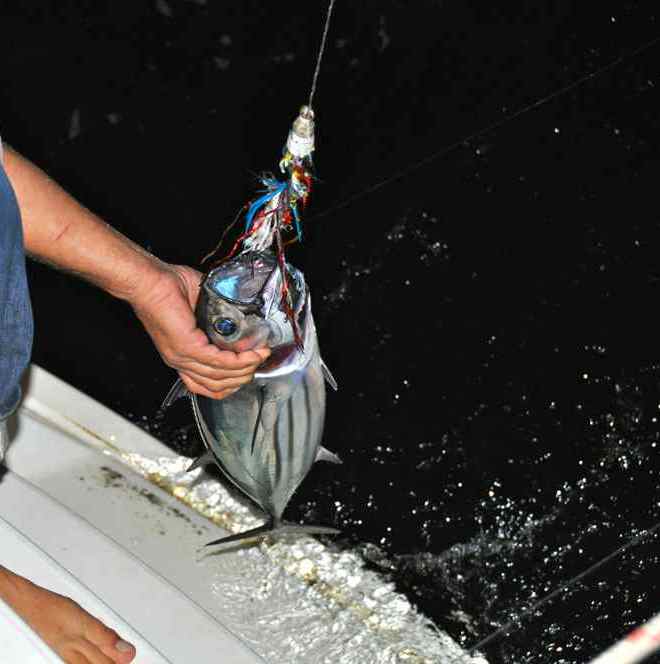 Comment pecher la bonite en mer ? – Jardingue