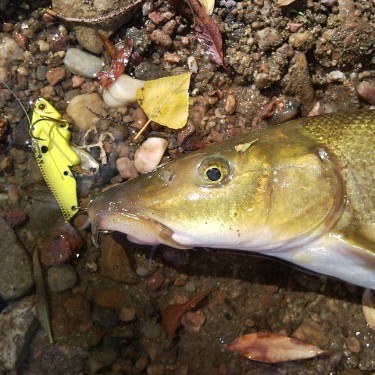 Barbeau : avec quoi et comment le pecher ? – Jardingue